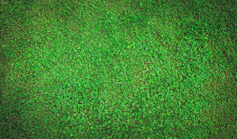 Non Grass Alternatives For HOAs | HOA Management Online Directory